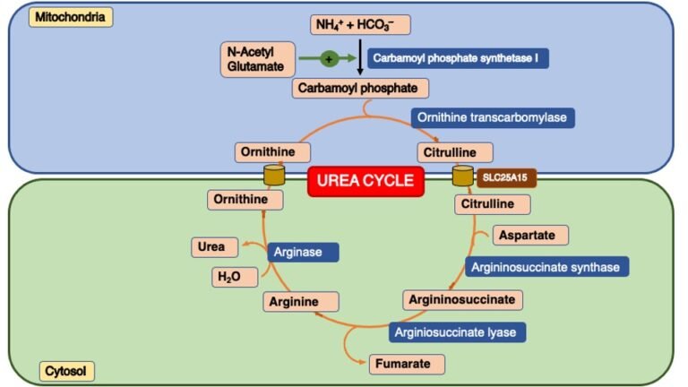 "The Urea Cycle: Detoxifying Ammonia and Balancing Nitrogen in the Body ...