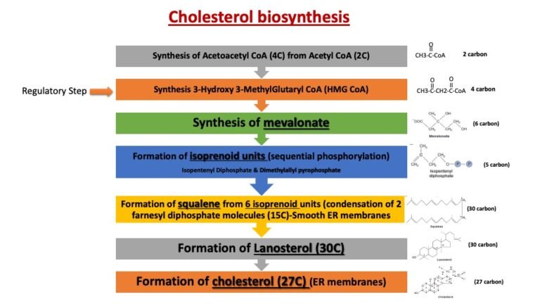 "Cholesterol Metabolism: Pathways, Regulation, and Health Implications ...
