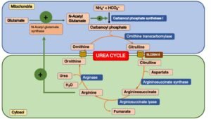 "The Urea Cycle: Detoxifying Ammonia and Balancing Nitrogen in the Body ...